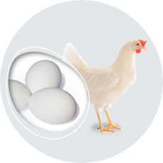Huevo fecundado ponedoras