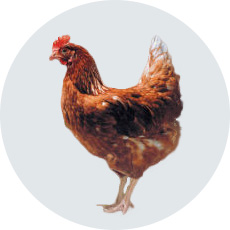 Huevo fecundado ponedoras