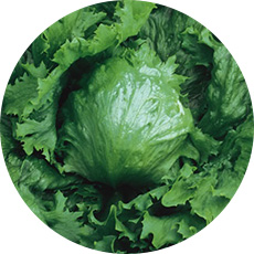 Semences de légumes