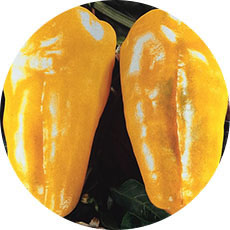 Semences de légumes